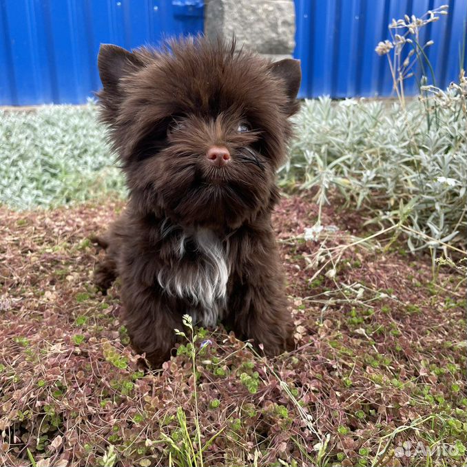 Мини шоколадный йорк