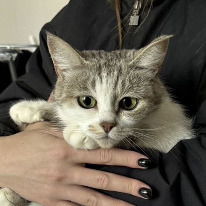 Кошечка ласкуша в добрые руки