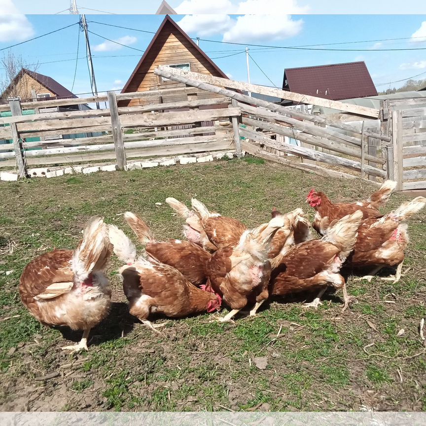Куры несушки продам