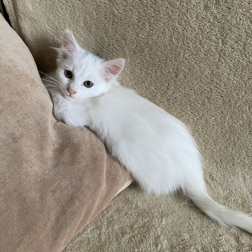 Кошка малышка