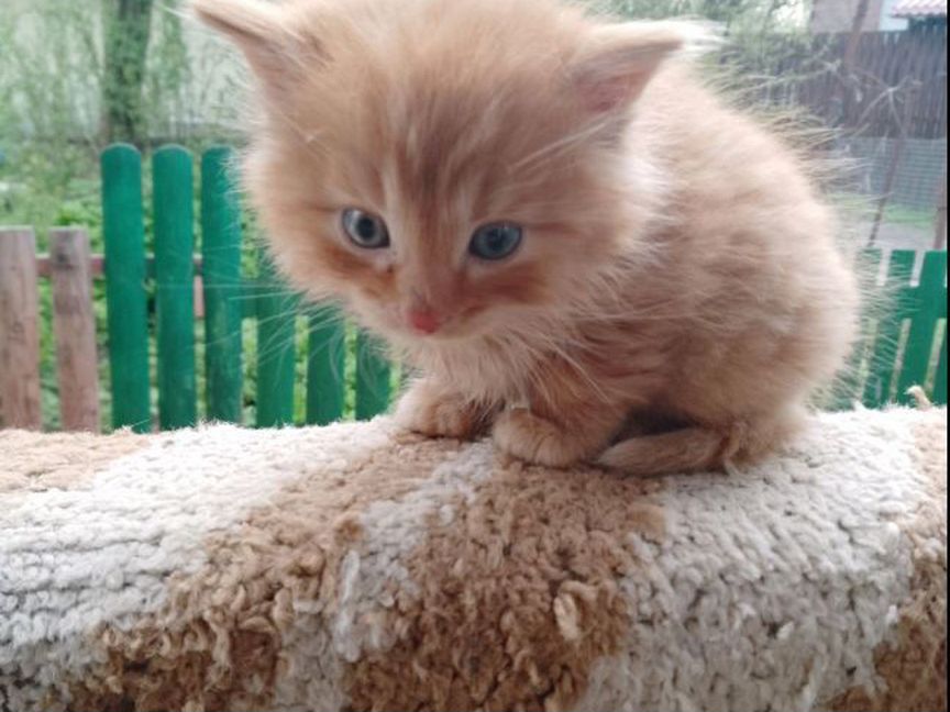 Кошки в добрые руки бесплатно