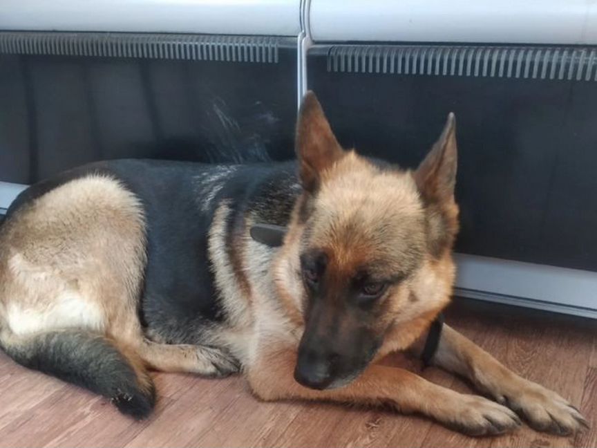 Немецкая овчарка в Черниковке