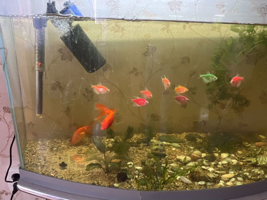 Отдам рыбок