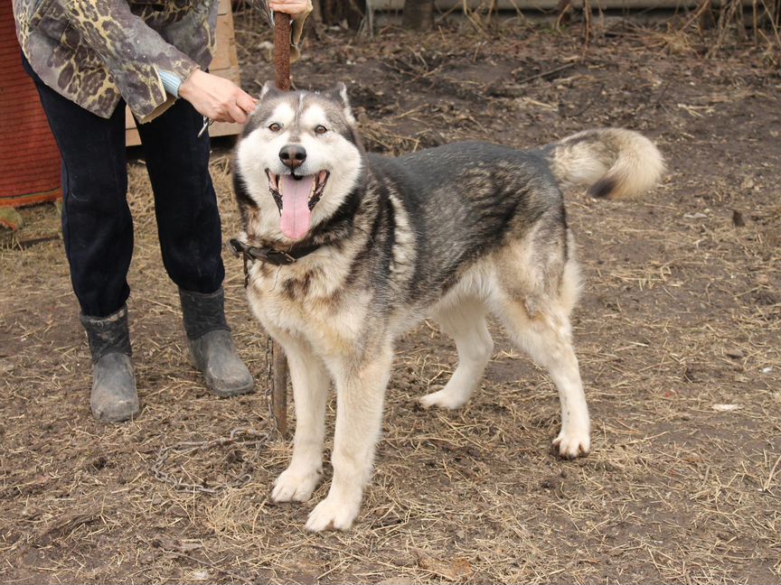 Собака в добрые руки