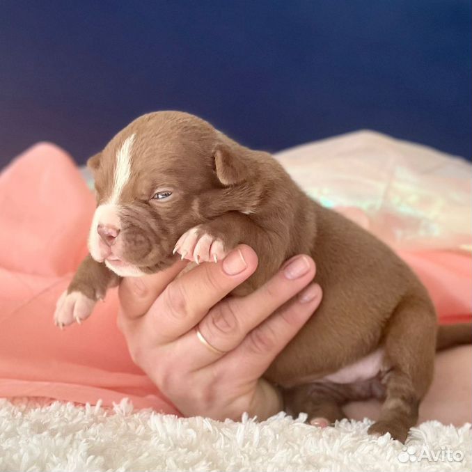 Американский булли xl