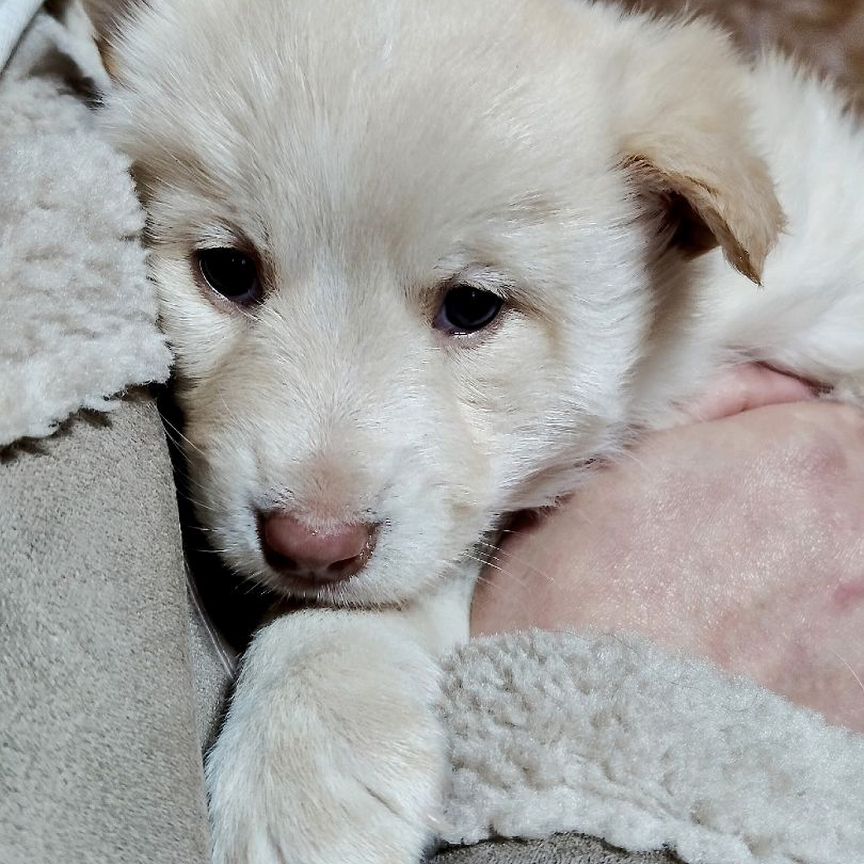 Щенок в добрые руки