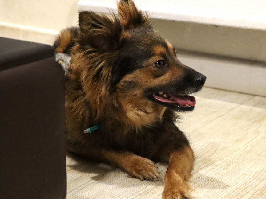 Метис немецкого шпица