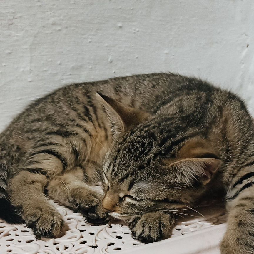 Отдам котенка в добрые руки