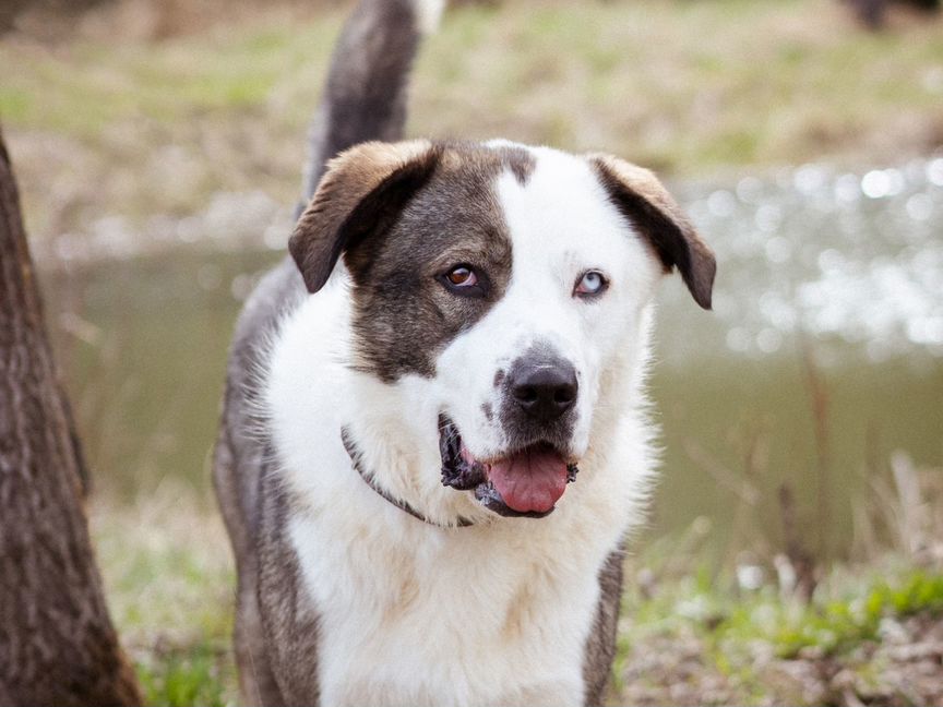 Супер-пёс в добрые руки