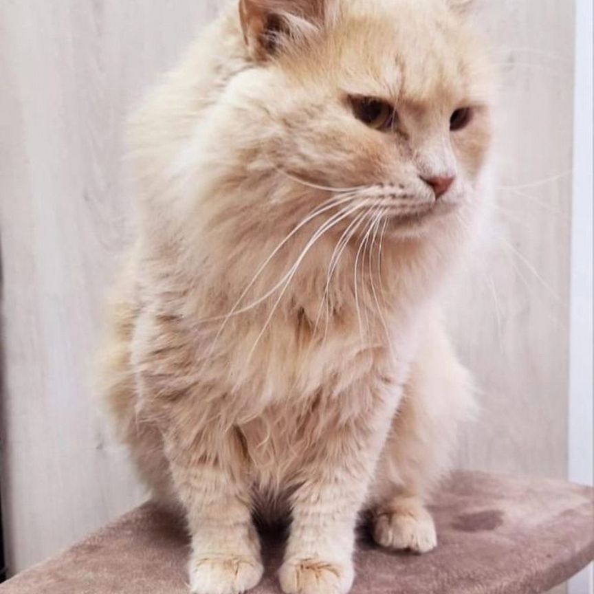 Кот в добрые руки