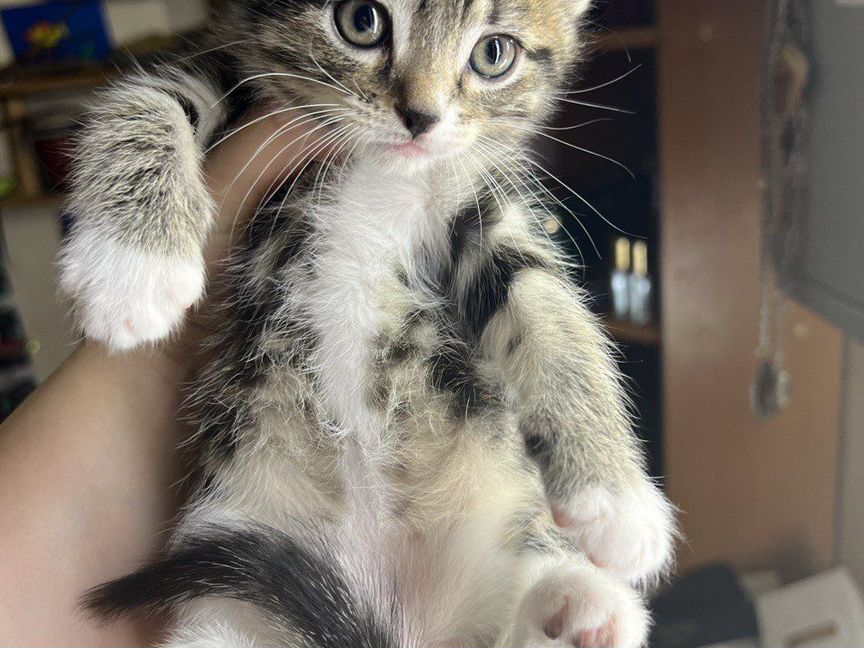 Котенок и котята 1.5 месяца
