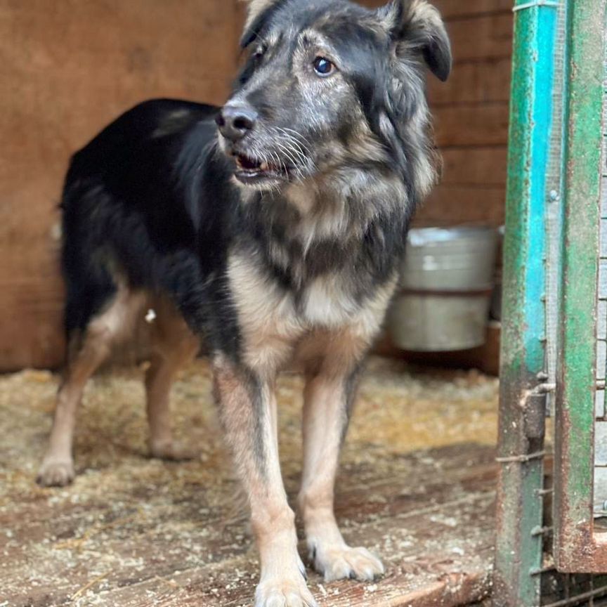 Старичок из приюта