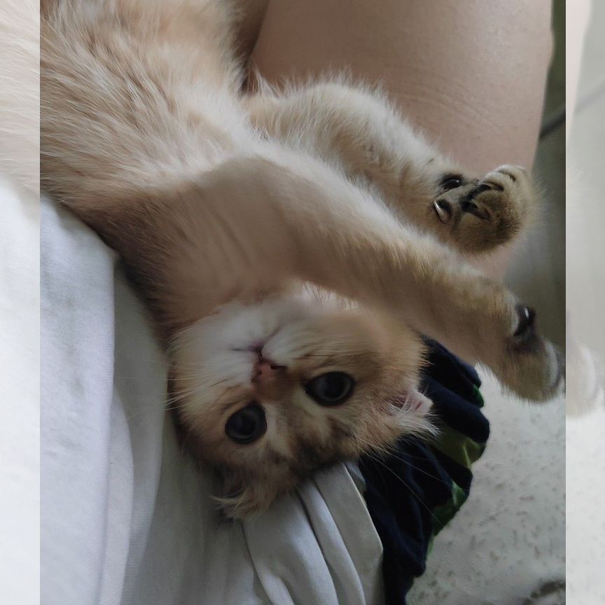 Шотландский вислоухий короткошёрстный котёнок