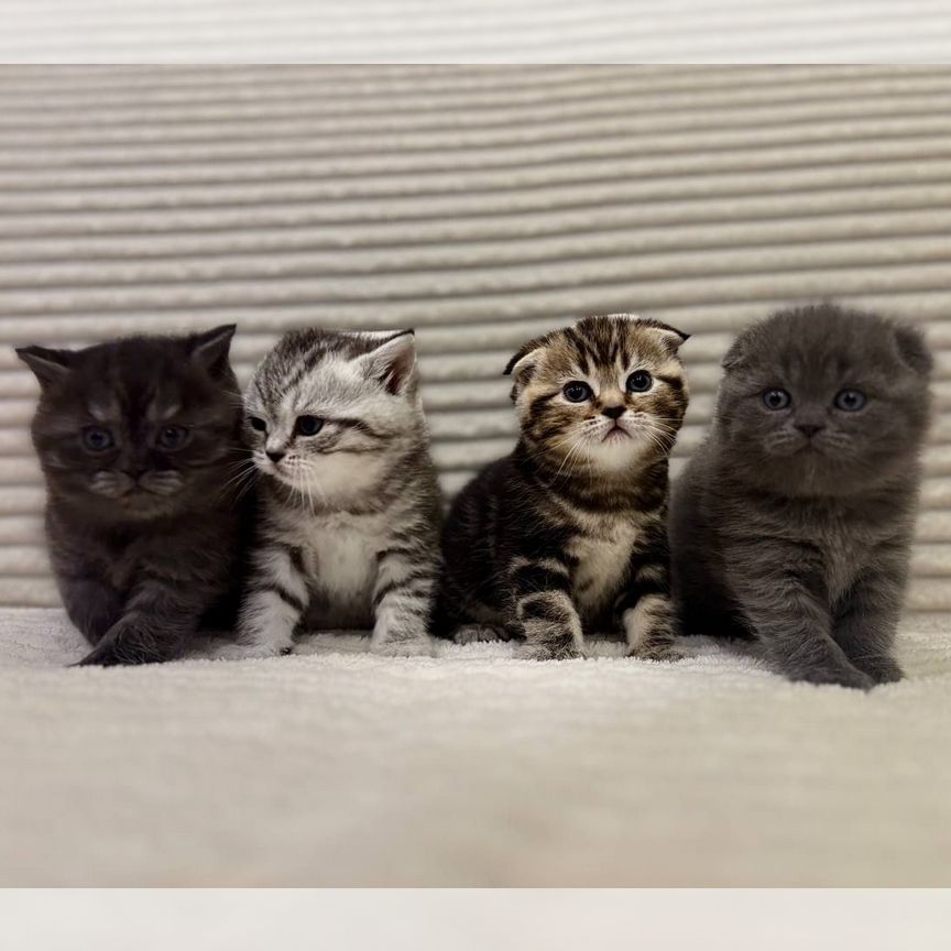 Шотландский вислоухий короткошёрстный котёнок