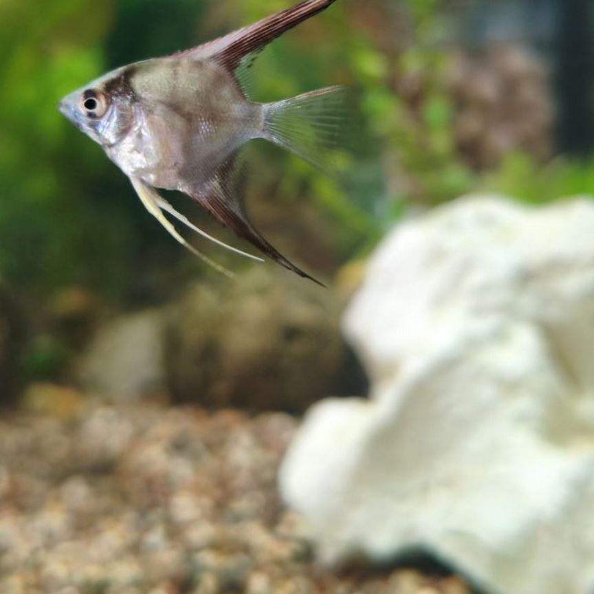 Продам рыбок