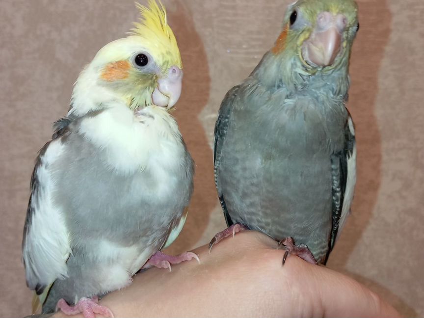 Попугай Корелла. Ручные птенцы