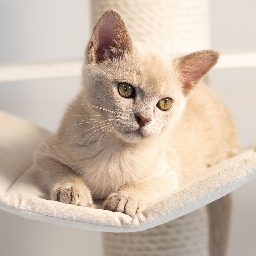 Европейский бурманский котёнок