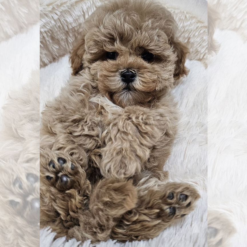 Той-пудель, щенок