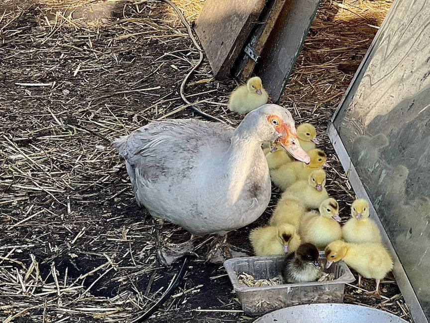 Индаутка утята