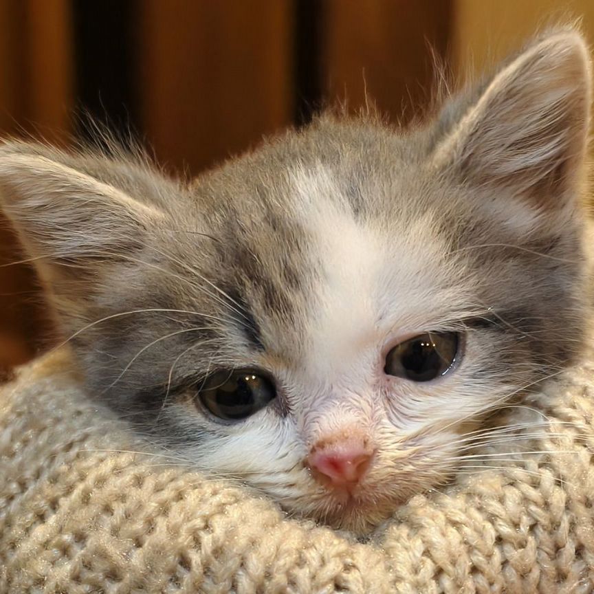 Котёнок в добрые руки