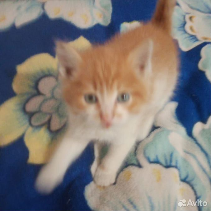 Котята рыженькие ищут семью