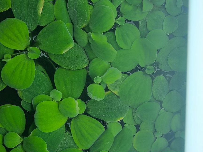 Аквариумное растение