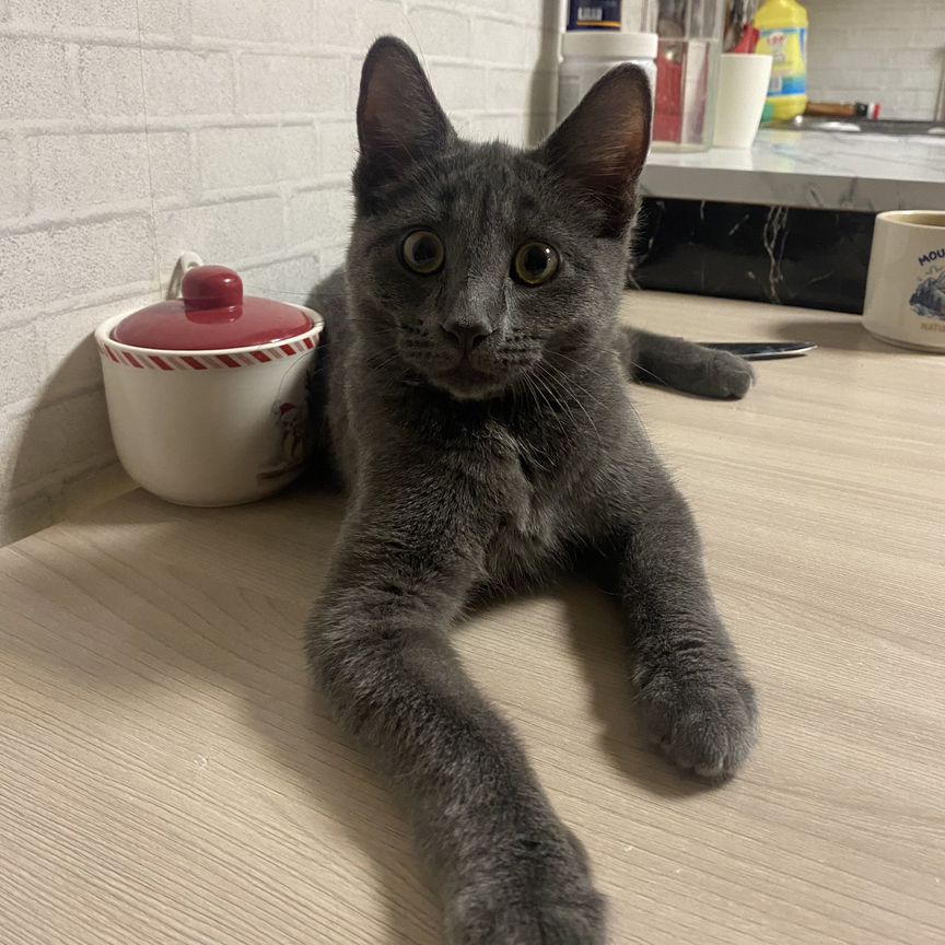 Котёнок в добрые руки