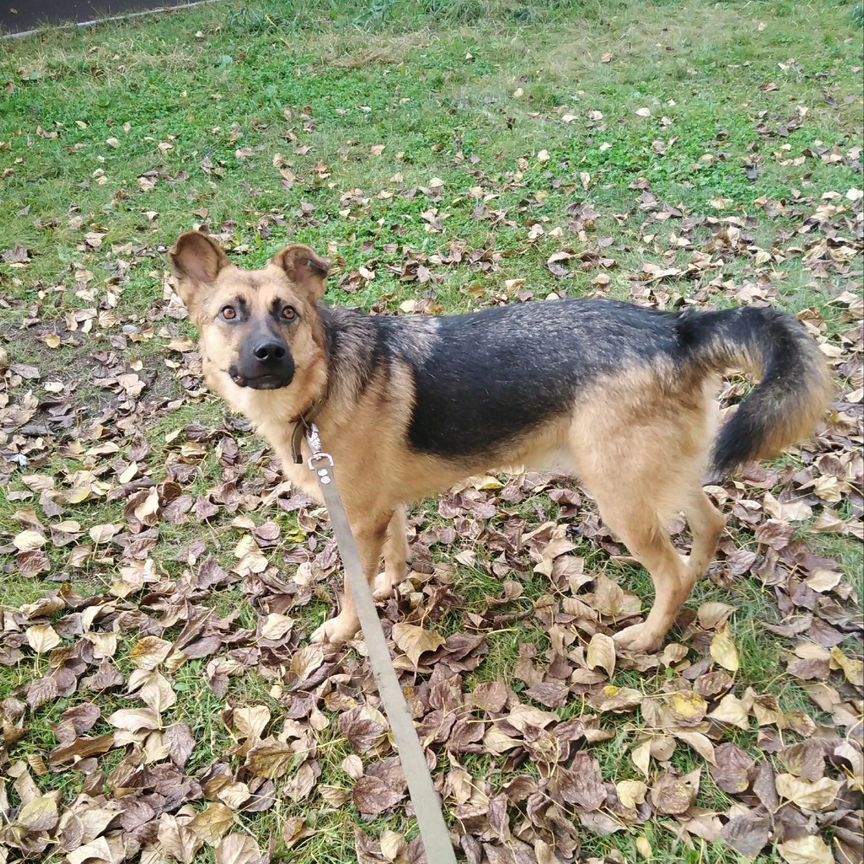 Отдам овчаристого кобеля 1 год. Кастрирован