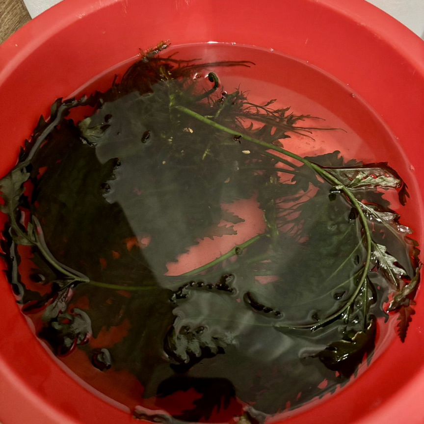 Папоротник болбитис