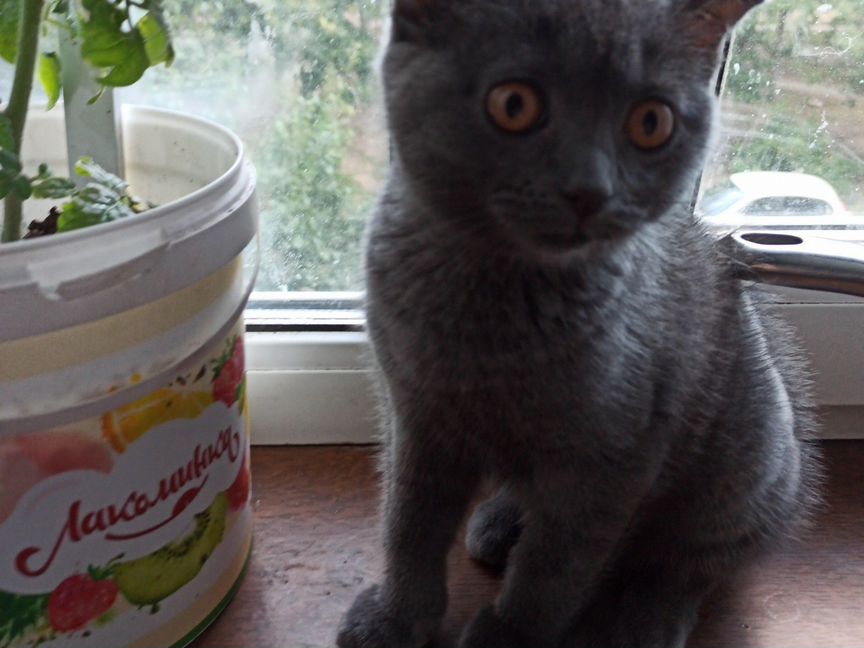 Котенок вислоухий шотландский