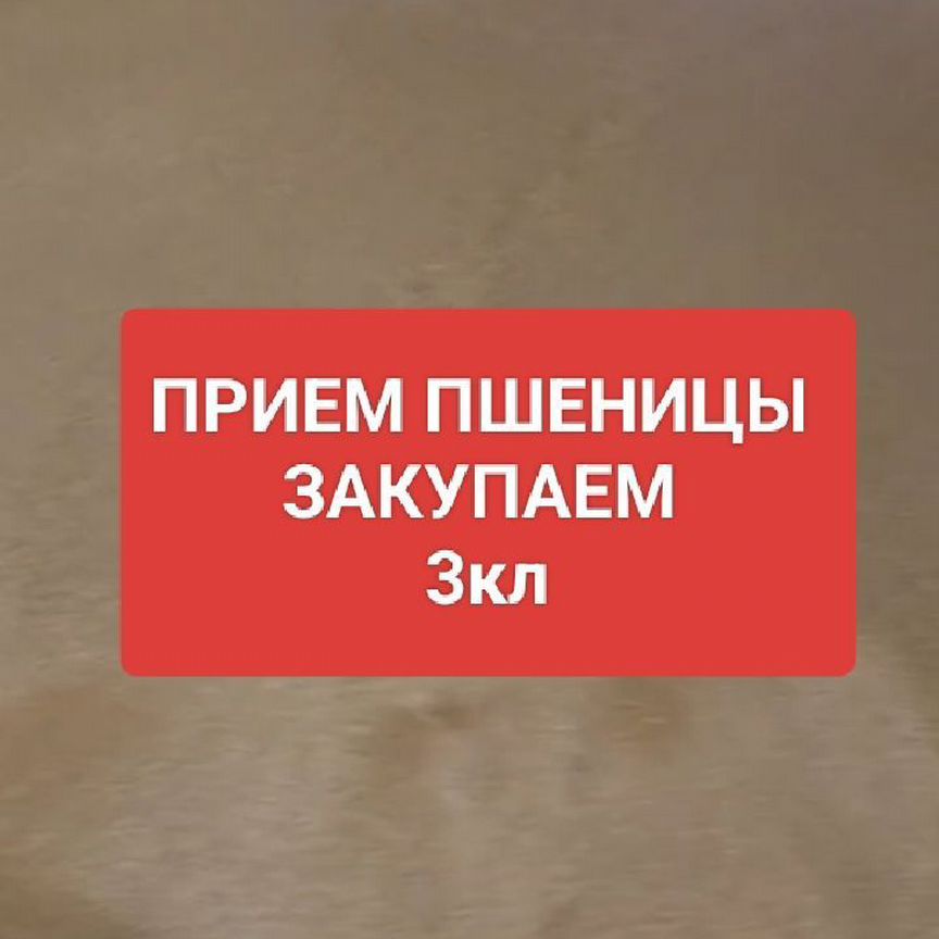 Пшеница 3кл
