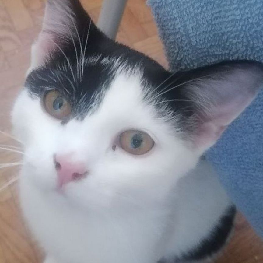 Кот