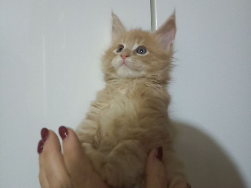 Котята мейн-кун