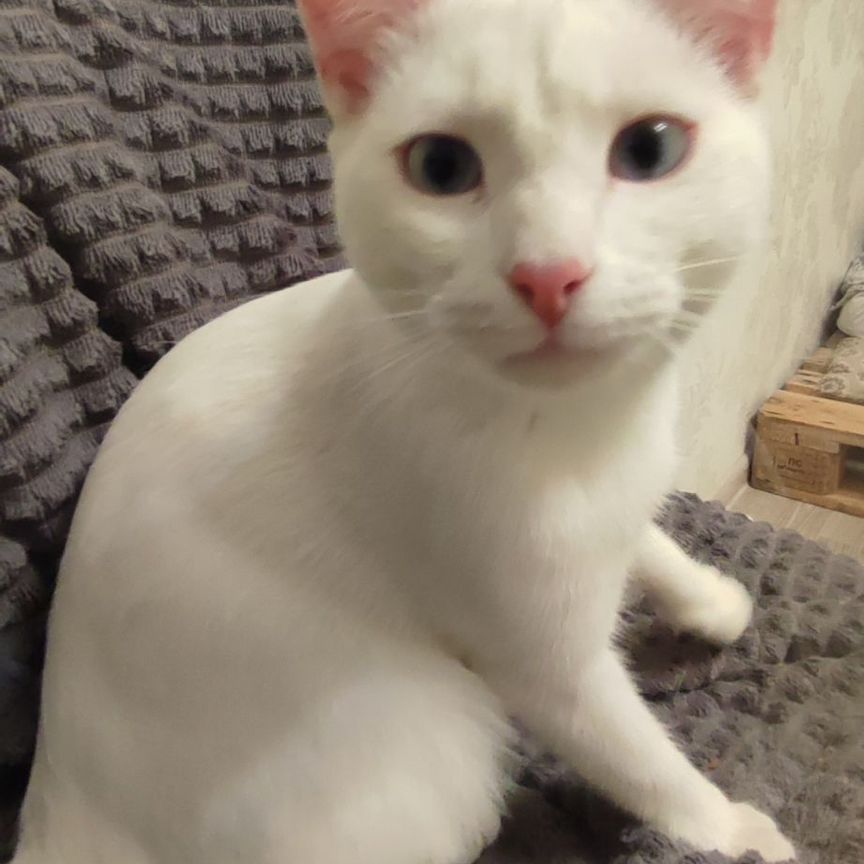 Потерял кота