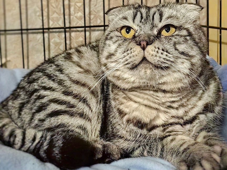 Кот ищет дом