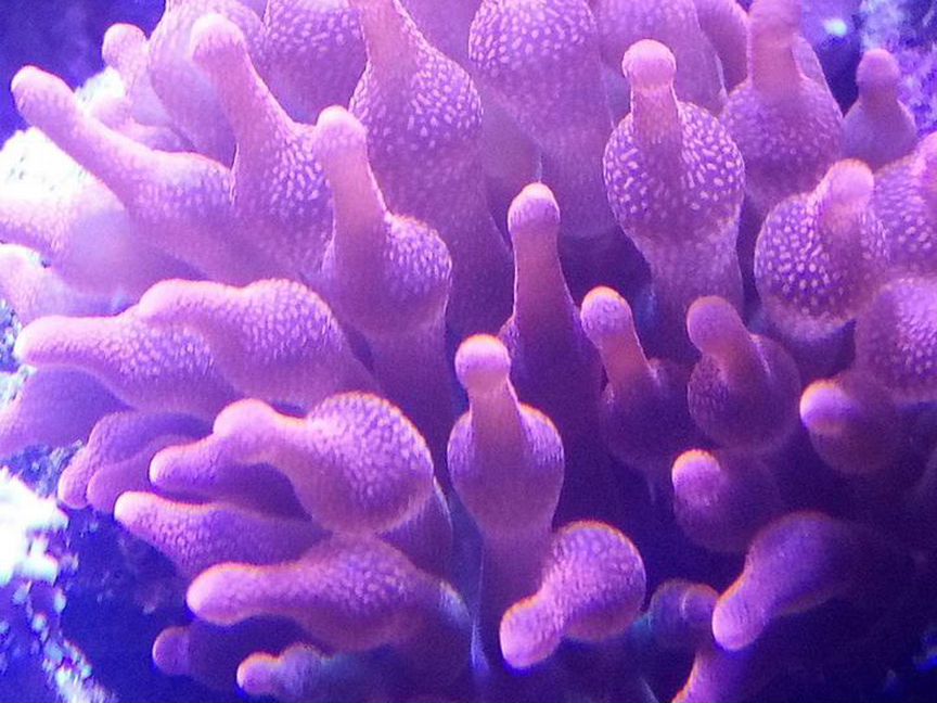 Коралл риф для морского аквариума