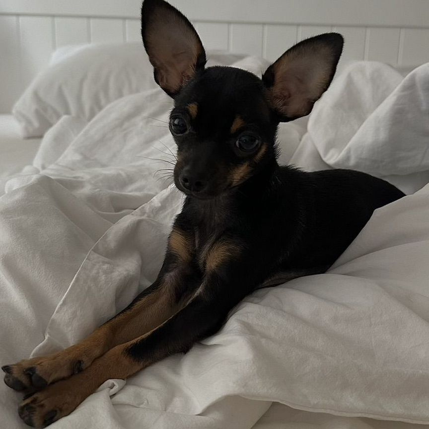 Русский той-терьер, взрослый пёс