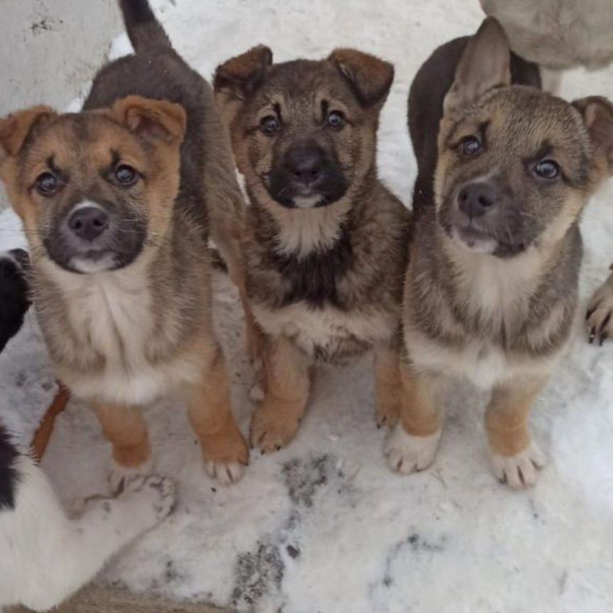 Щенок бесплатно