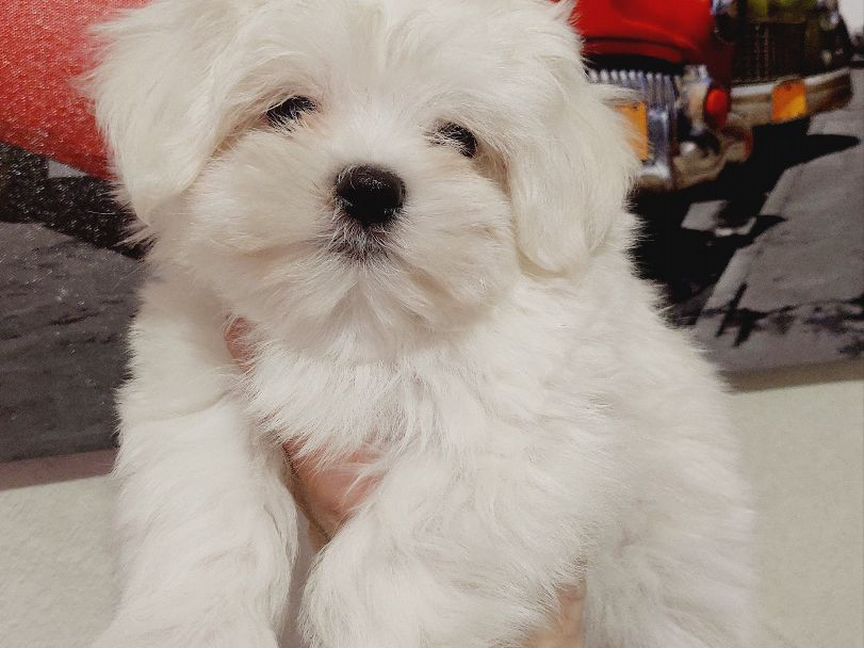 Кукольный Мальчик мальтезе