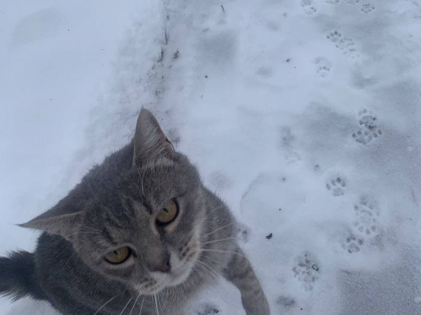 Молодая кошечка зимой на улице