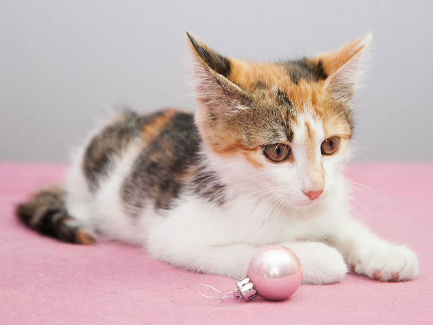 Милый Котенок Мята в дар