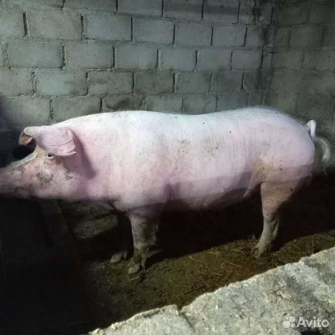 Хряк на племя