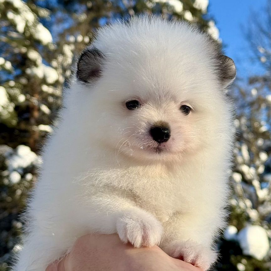 Померанский шпиц, щенок