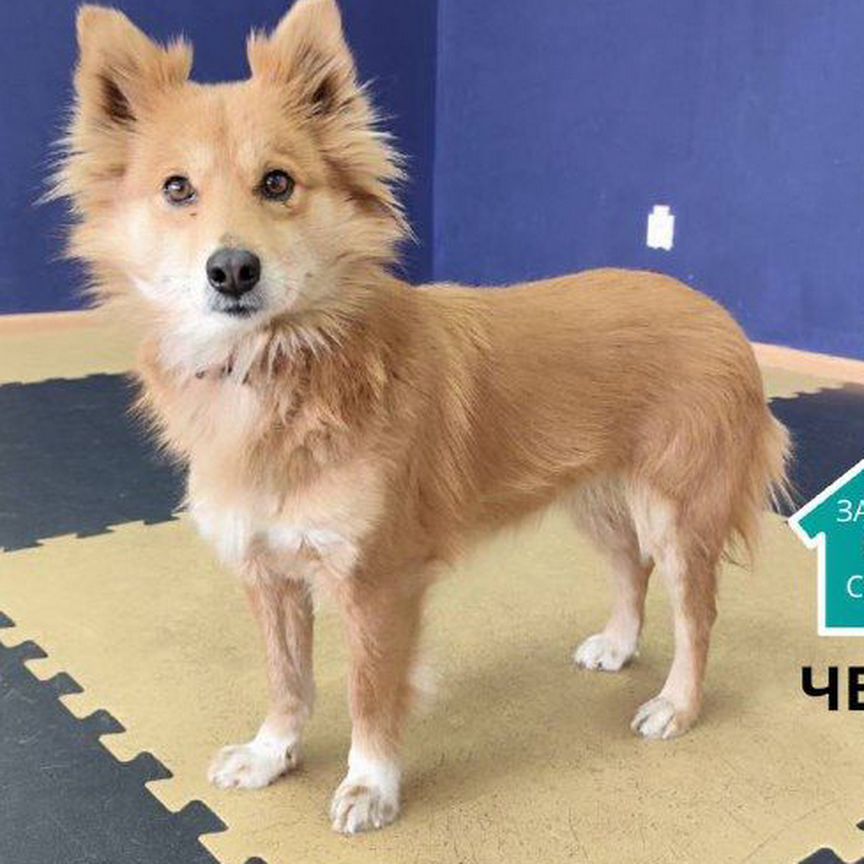 Взрослая собака из приюта