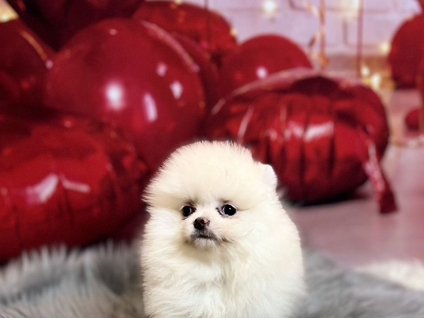 Микро малыш голубоглазый