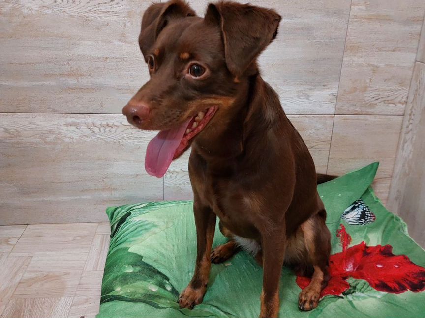 Метис той терьера