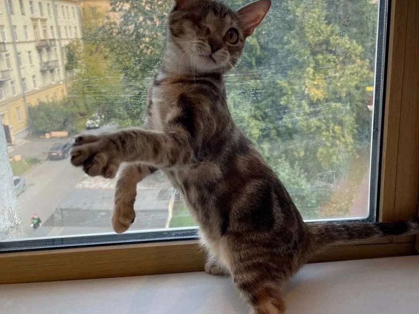 Кошка Искорка 5 мес