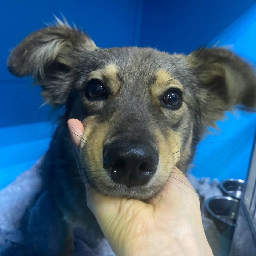 Маленькая собачка