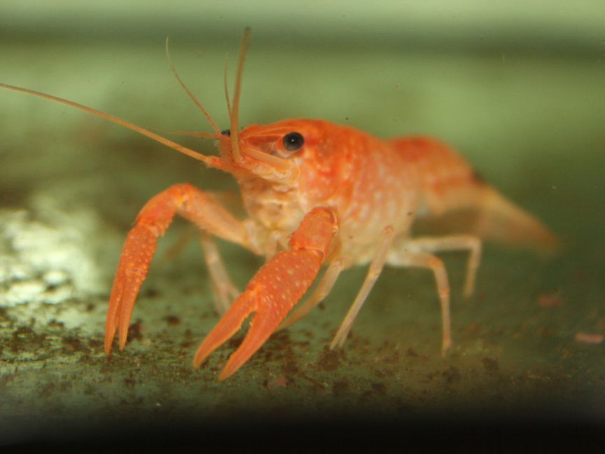 Аквариумные раки