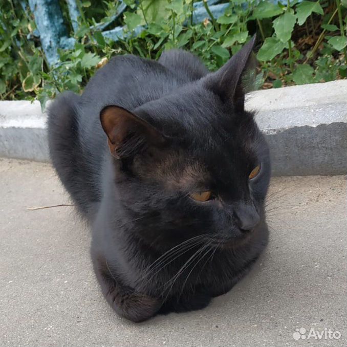 Домашний худой черный кот пропадает на улице